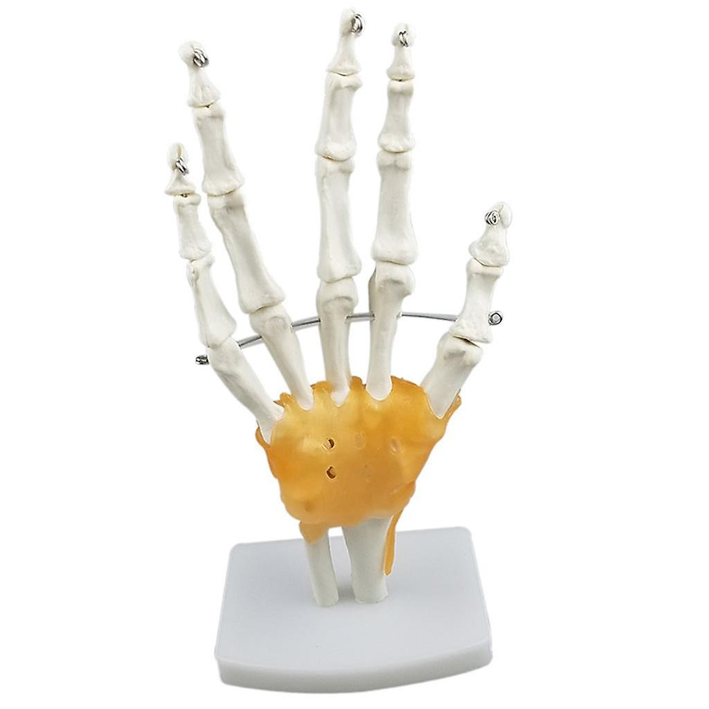 Life Size Hand Joint Model Human Anatomy Model Kids Learning Tools ...