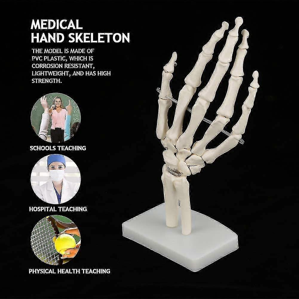 Medical Skeleton Model - Medical Anatomical Life-size Human Hand Joint ...