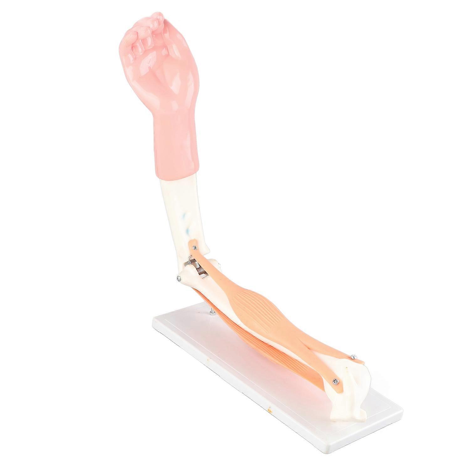 Arm Moving Model Anatomical Elbow Joint Motion Model Primary School ...