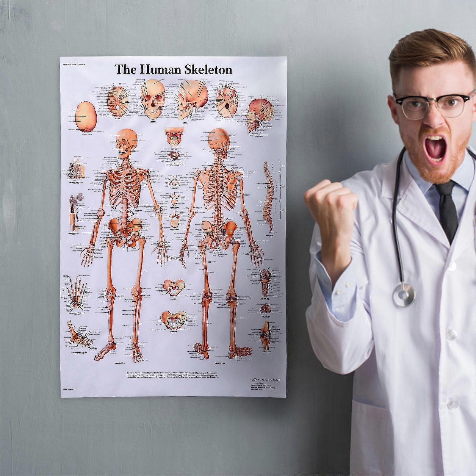Anatomy Poster Wall Mounted Vintage Muscle Skeleton Multicolor Oil ...