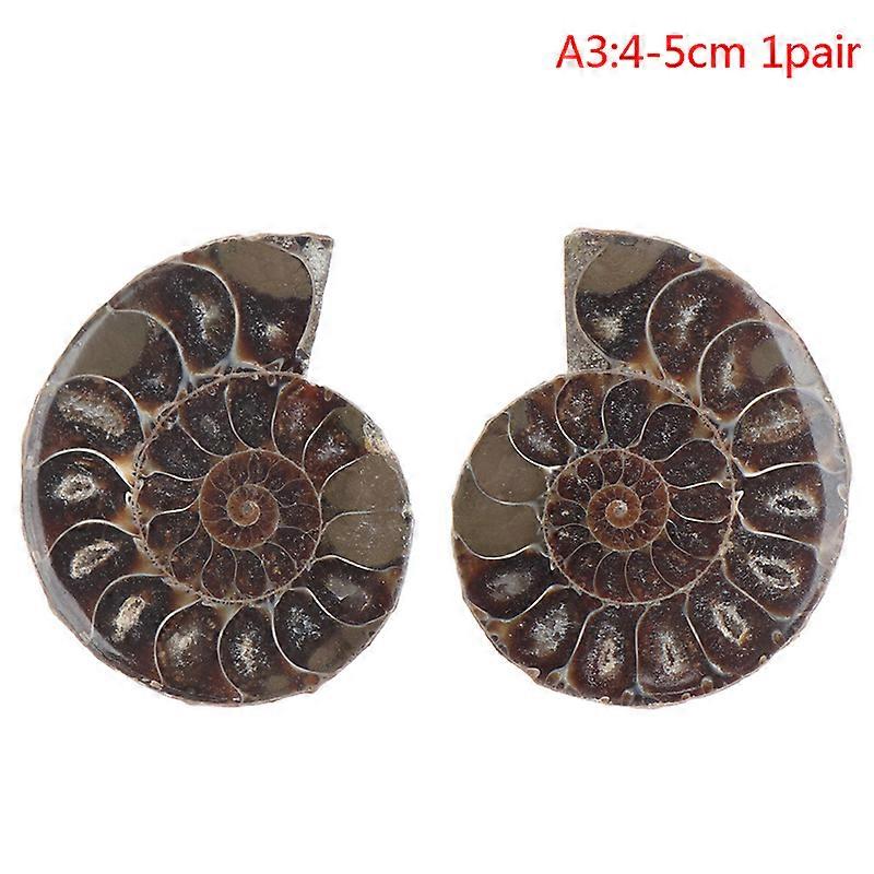 Half Cut Conch Fossils Ammonite Shell Art Collect DIY Stone Crafts Home ...