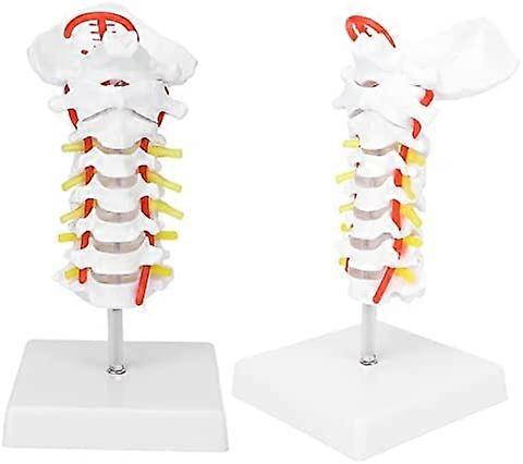 Human Cervical Vertebra Model Body Anatomy Replica PVC Model Spine ...