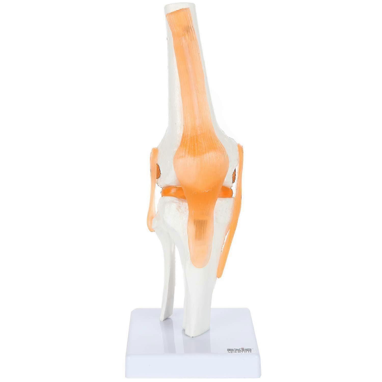 Knee Model Anatomy - Anatomically Correct Knee Joint Model With ...