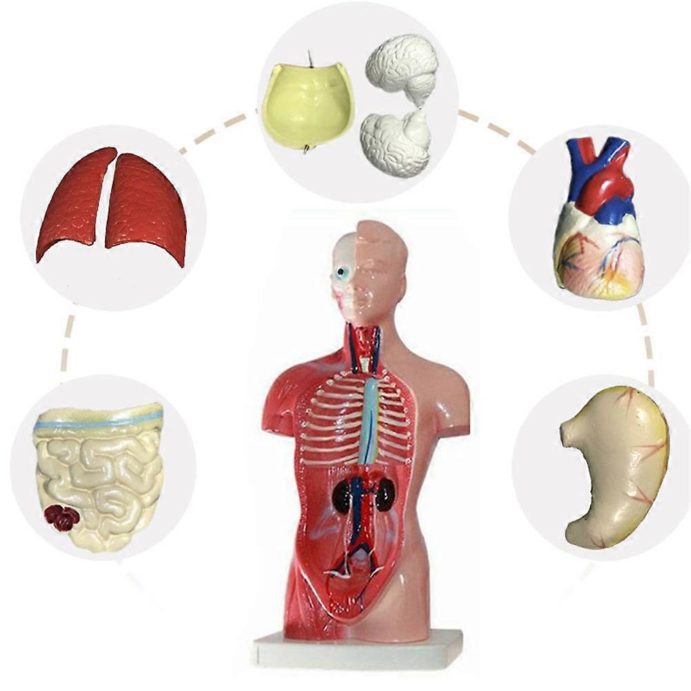 Human Torso Body Model 4D Anatomical Assembly Model of Human Organs ...