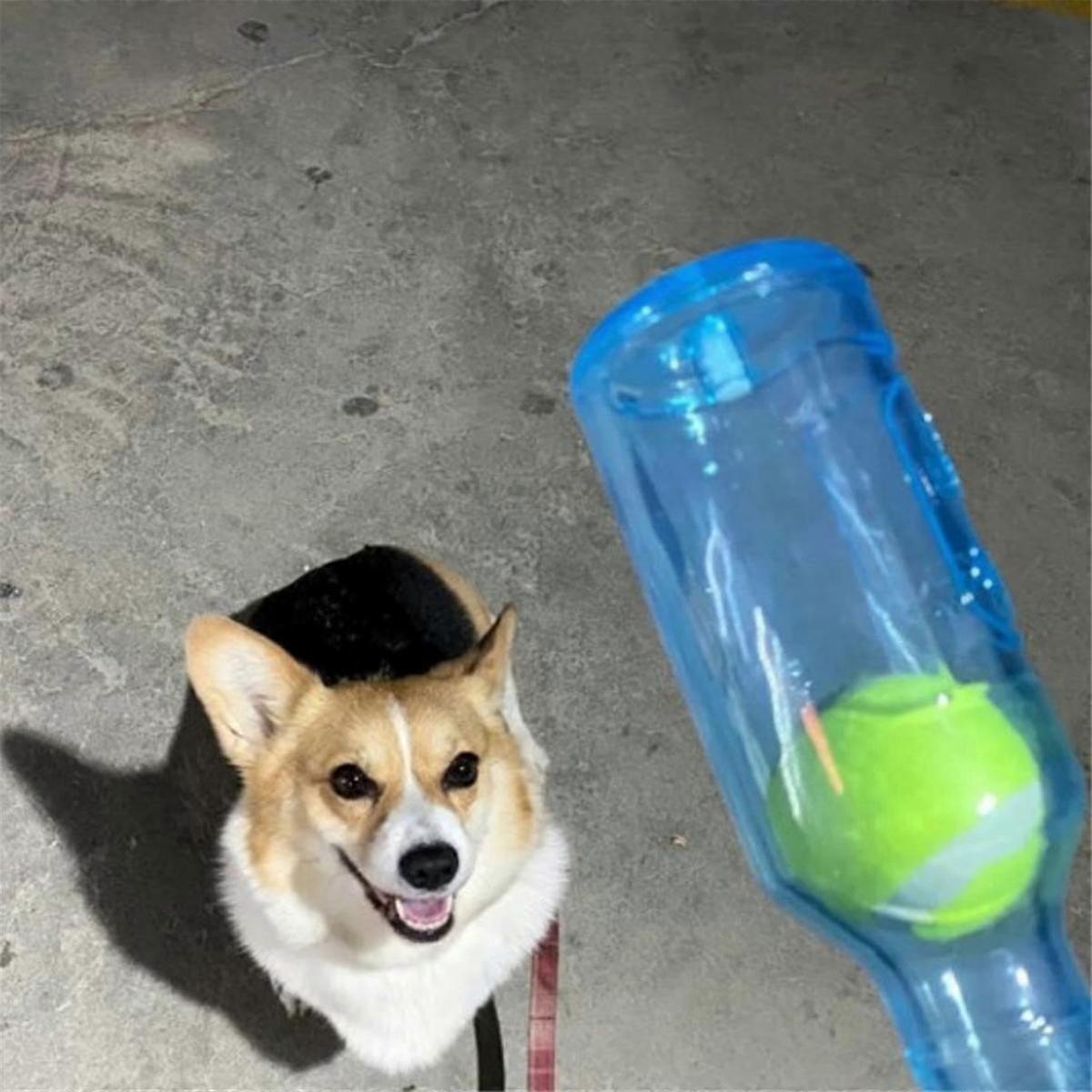 Dog Toy Water Bottle Cruncher Chew Bottle Toys for Dogs Plastic Water ...