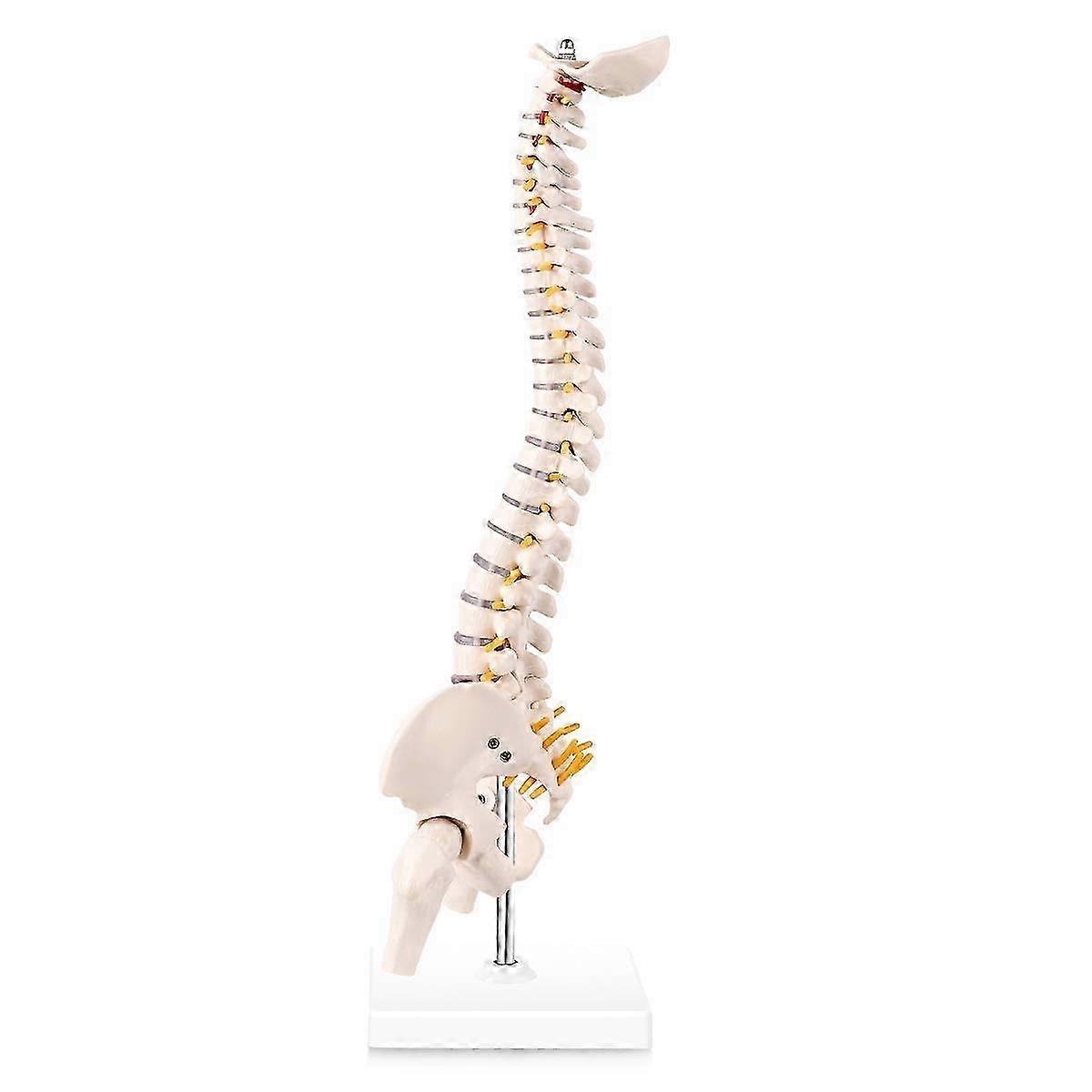 Miniature Spine Anatomy Model, 15.5inch Mini Vertebral Column Model ...