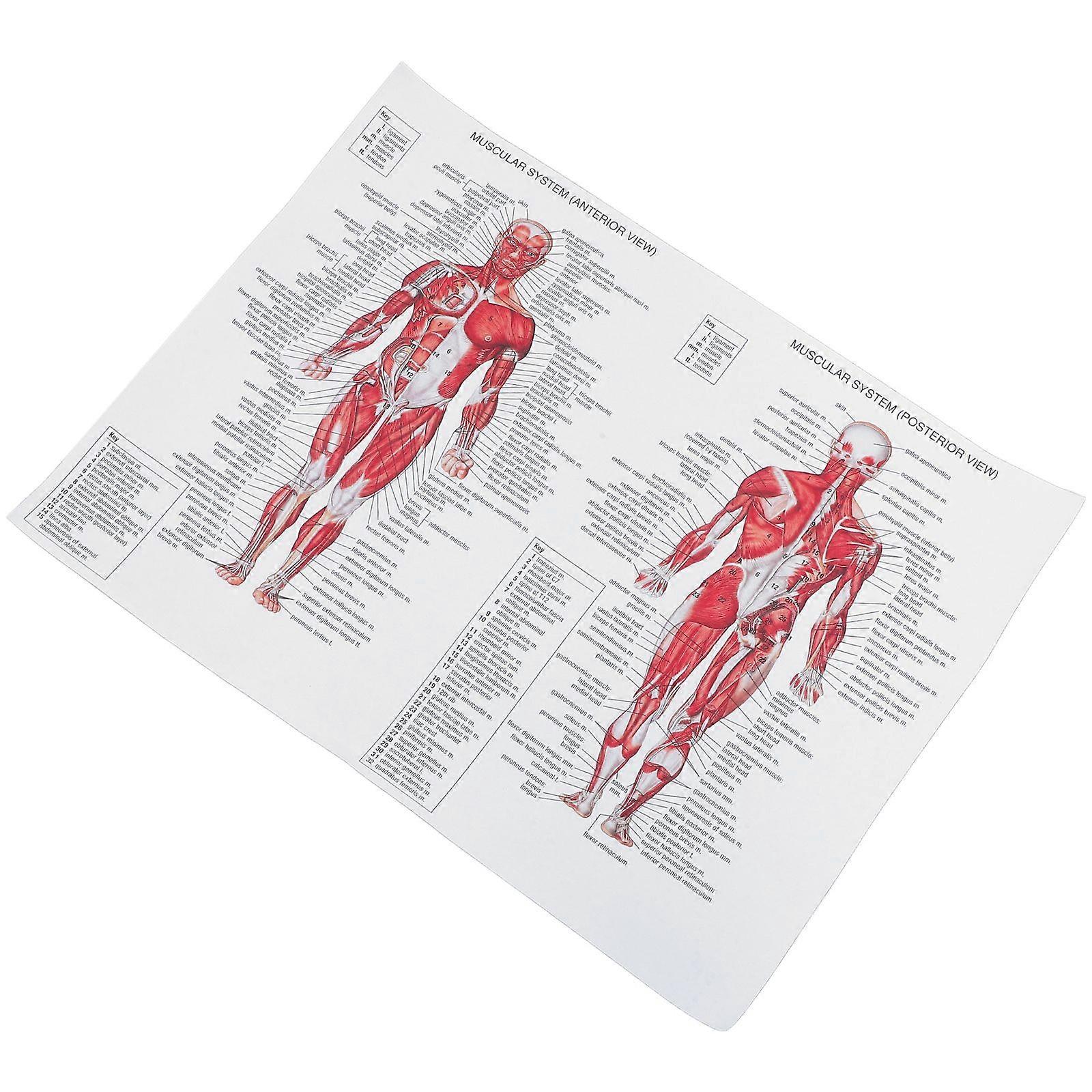 Human Muscular System Canvas Poster Anatomical Hanging Picture Room ...