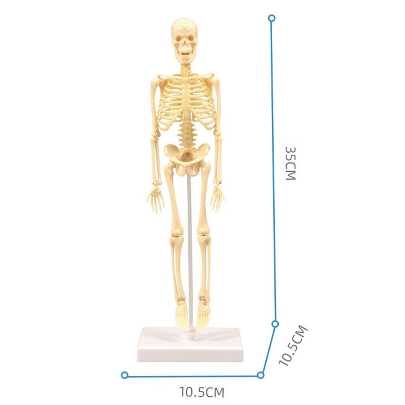 Skeleton Model Practical Ability Smooth Plastic Biological Science ...