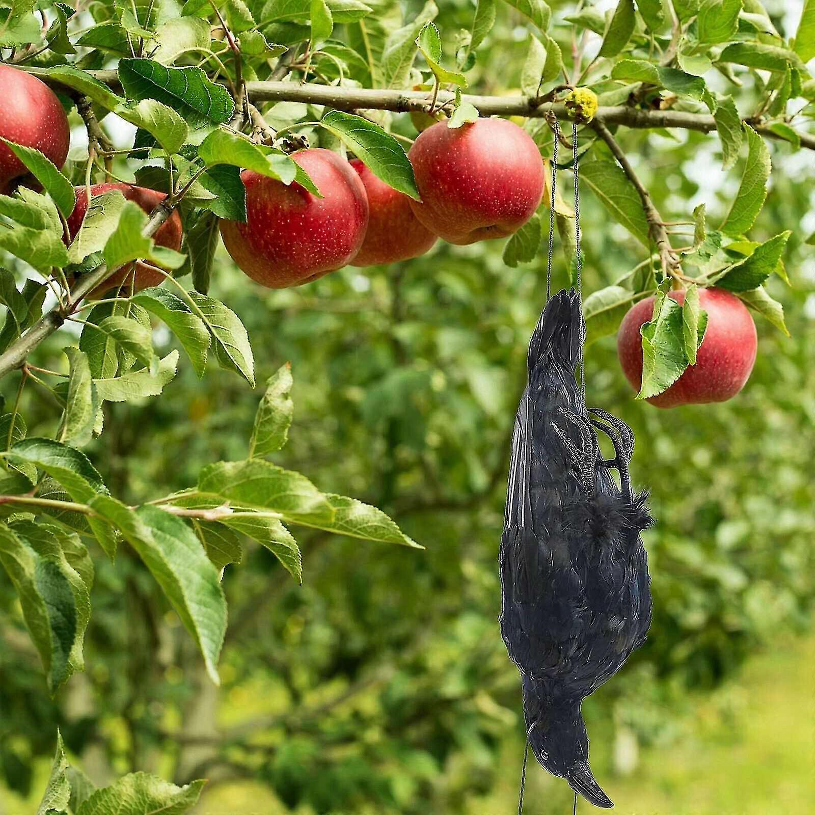 Realistic Hanging Dead Crow Decoy Lifesize Extra Black Feathered Crow ...