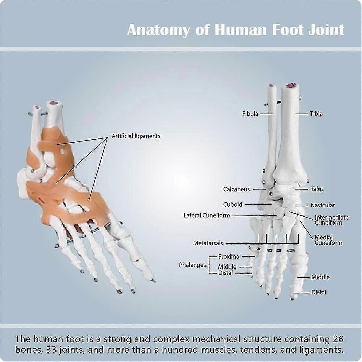 Foot Joint Model With Ligaments, Human Anatomy Model, Life Size ...