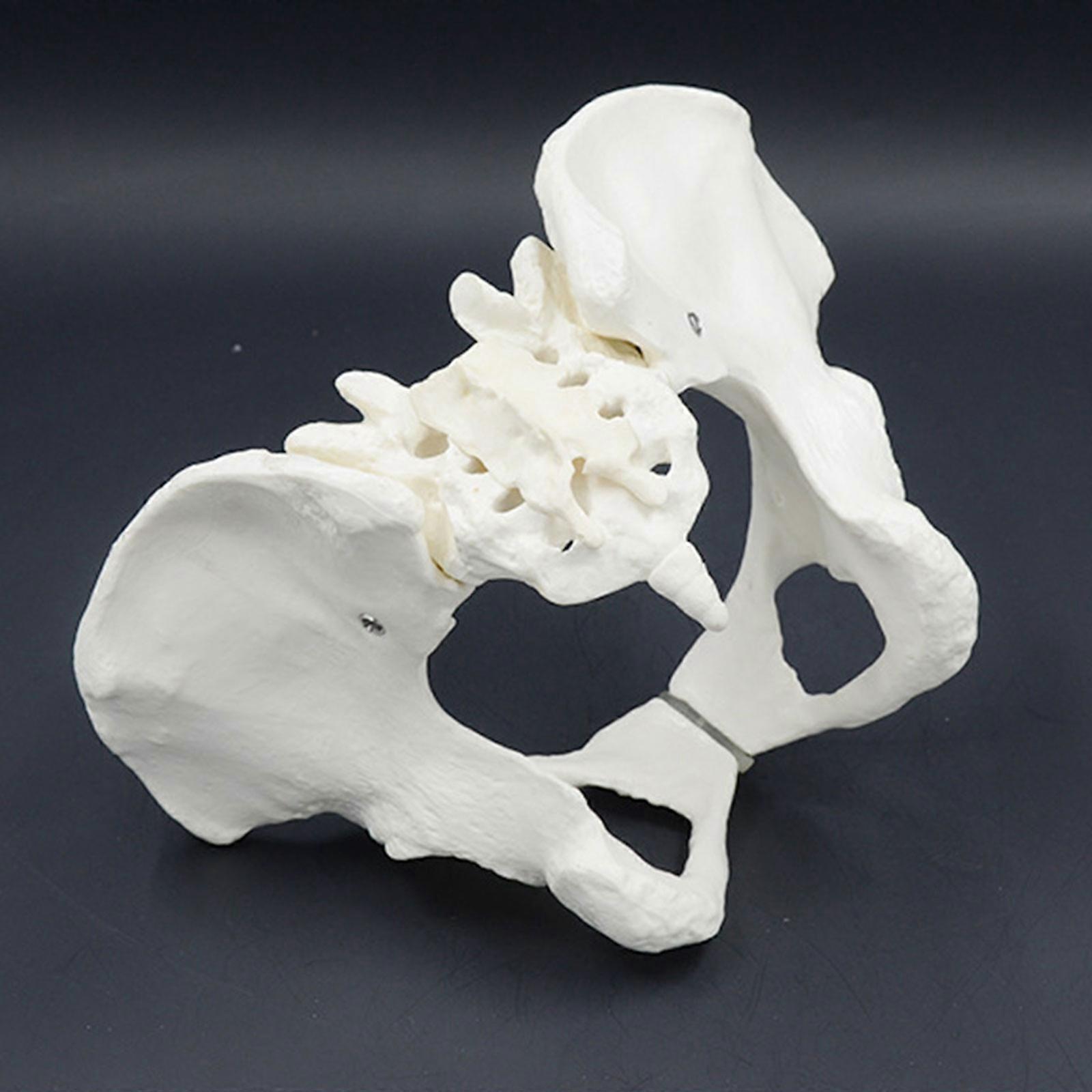 Anatomical Female Pelvis Model Life Size for Obstetric and Gynaecology ...