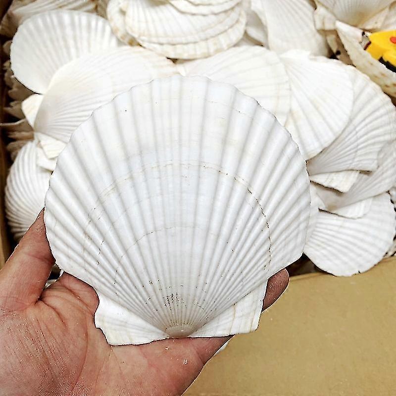 10PCS Natural Scallop Shells 12CM White Large Seashells Scallop Shells ...