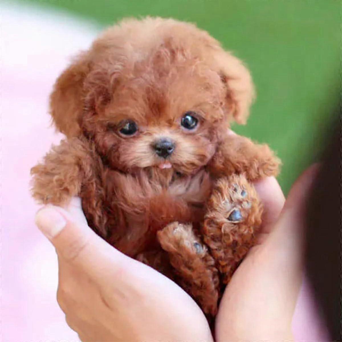 My Realistic Robot Puppy, Mini Interactive Plush Toy Pet Kids Cute Soft ...