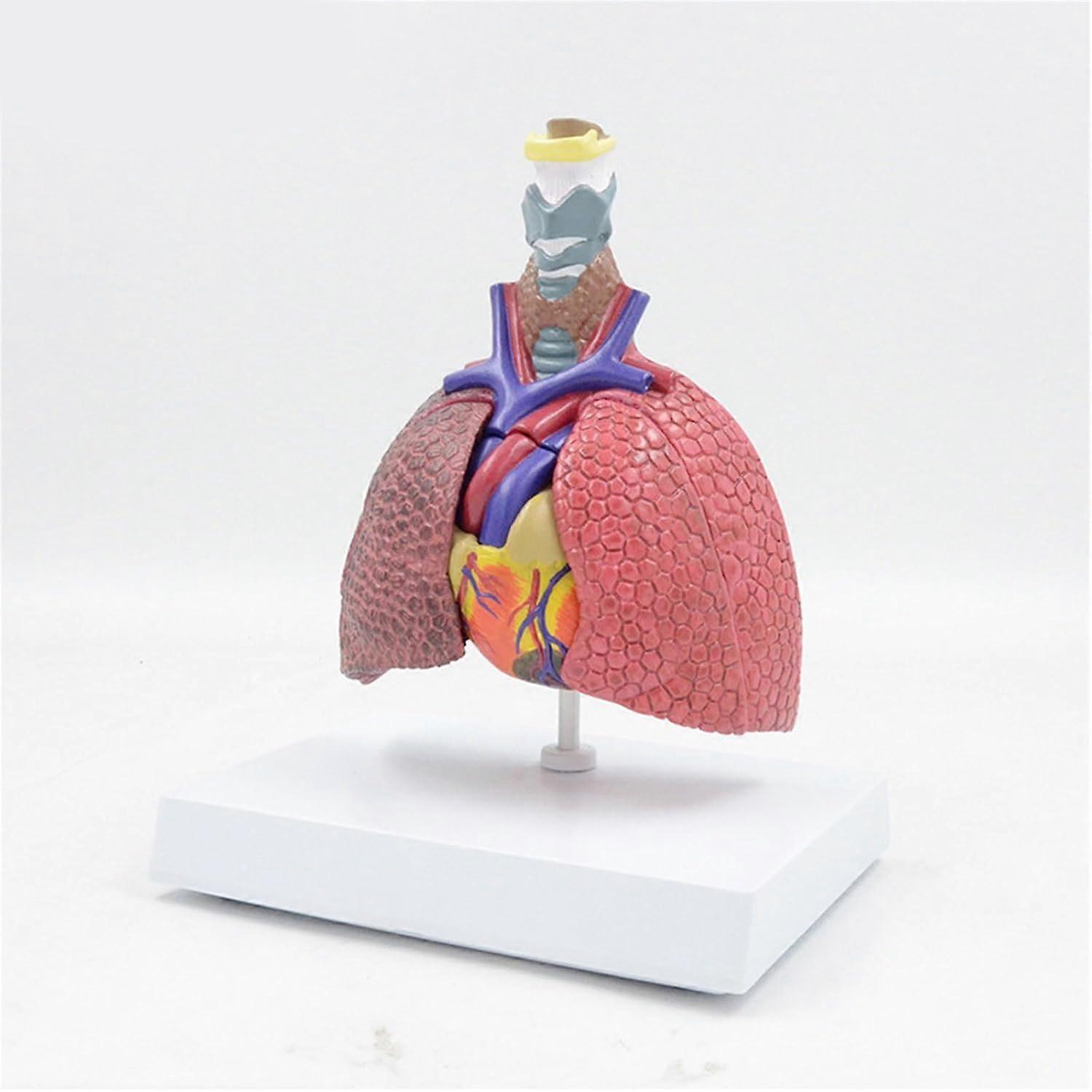 Anatomical Lung Model Life Size Respiratory Anatomy With Heart And ...