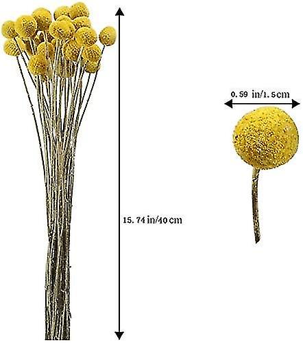 30 Stems Craspedia Natural Dried Flower Bouquet Dried Craspedia Flowers ...