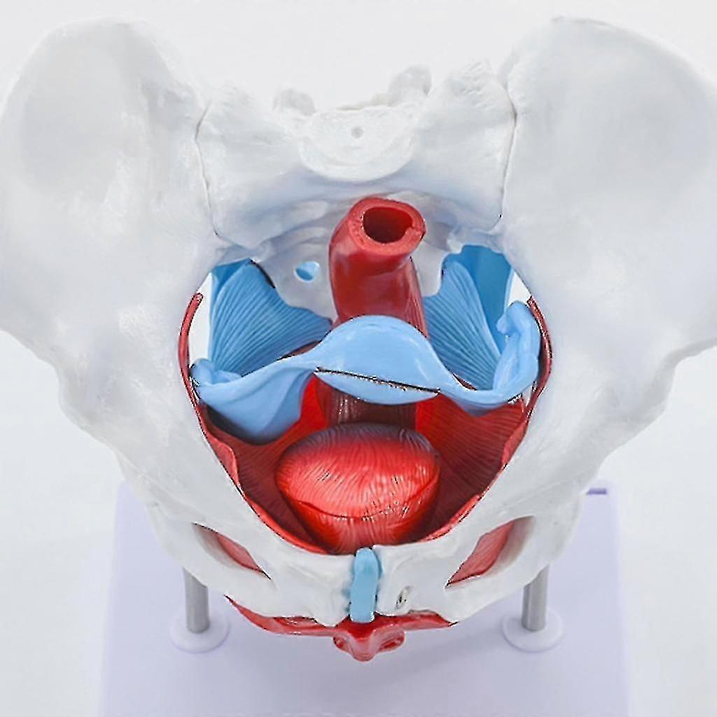 Female Movable Pelvis Model Midwifery Teaching Model For Obstetrics ...