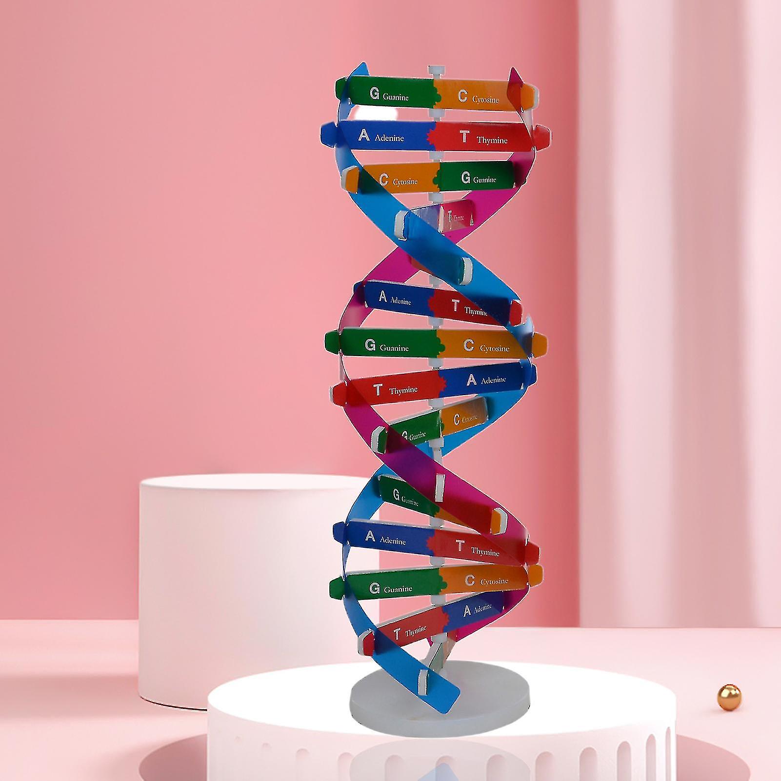 Dna Models Double Helix Structure Teaching Toy Abs Double Helix Diy ...