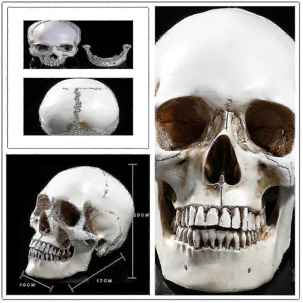 Lifesize 1:1 Resin Anatomical Tracing Teaching Decoration Statue ...