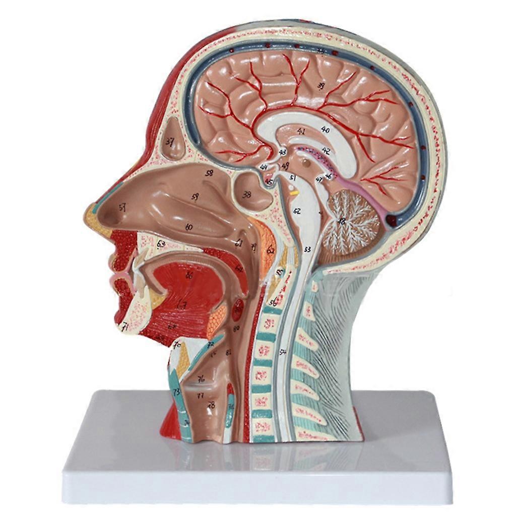 Head Anatomy Model Human Nasal Cavity Throat Anatomy Model Human ...