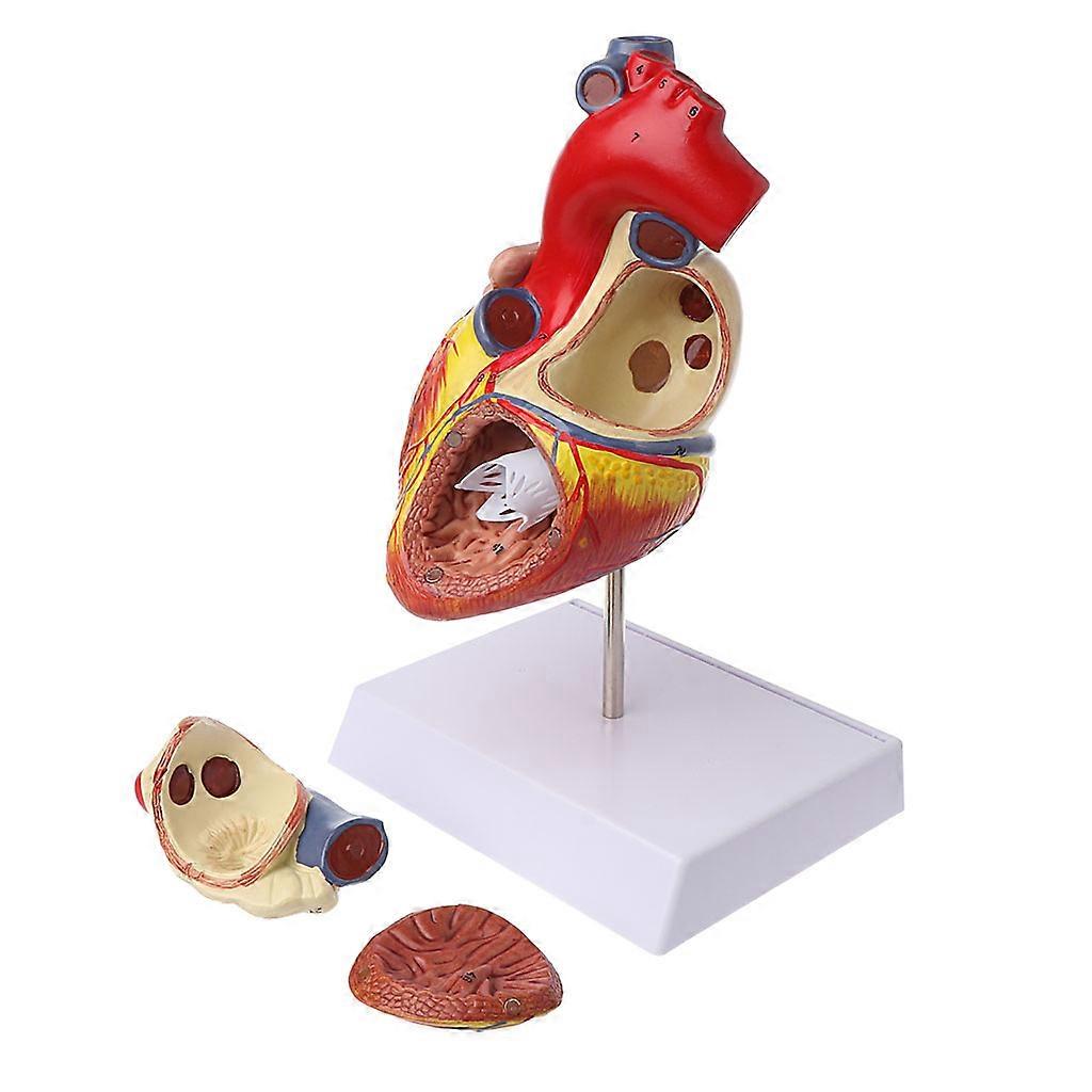 Disassembled Anatomical Human Heart Model Anatomy Medical Viscera ...