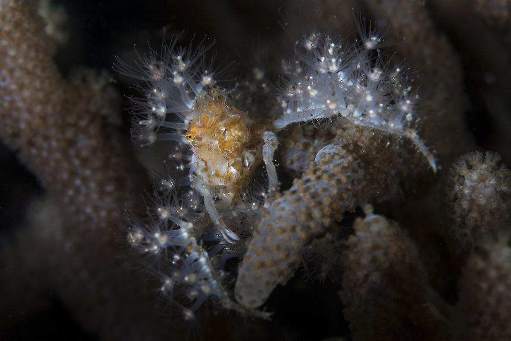 Close-up of a decorator crab covered in living polyps. Poster | Fruugo UK