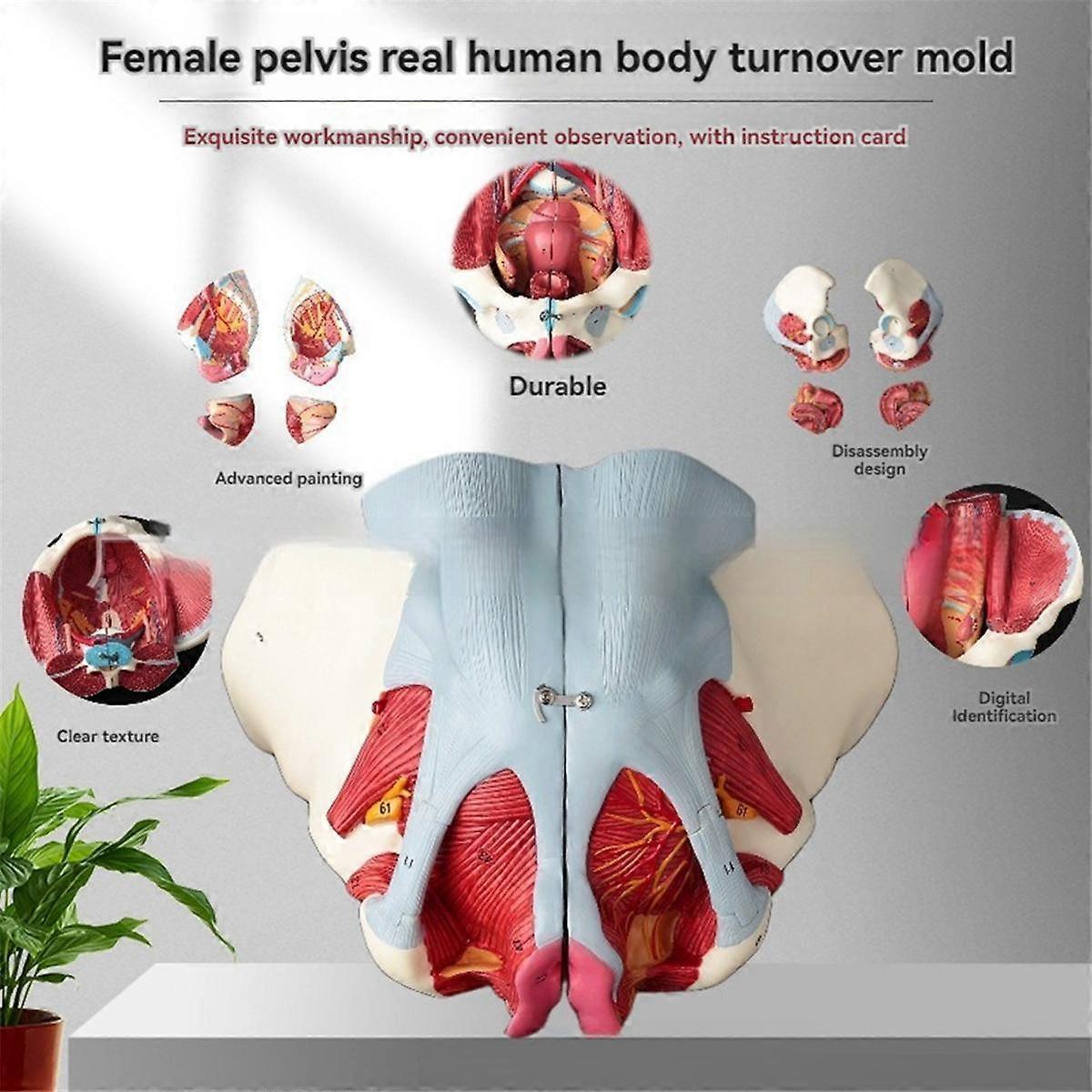 Disassembled Female Pelvis Anatomy Model PVC Female Pelvis with Floor ...