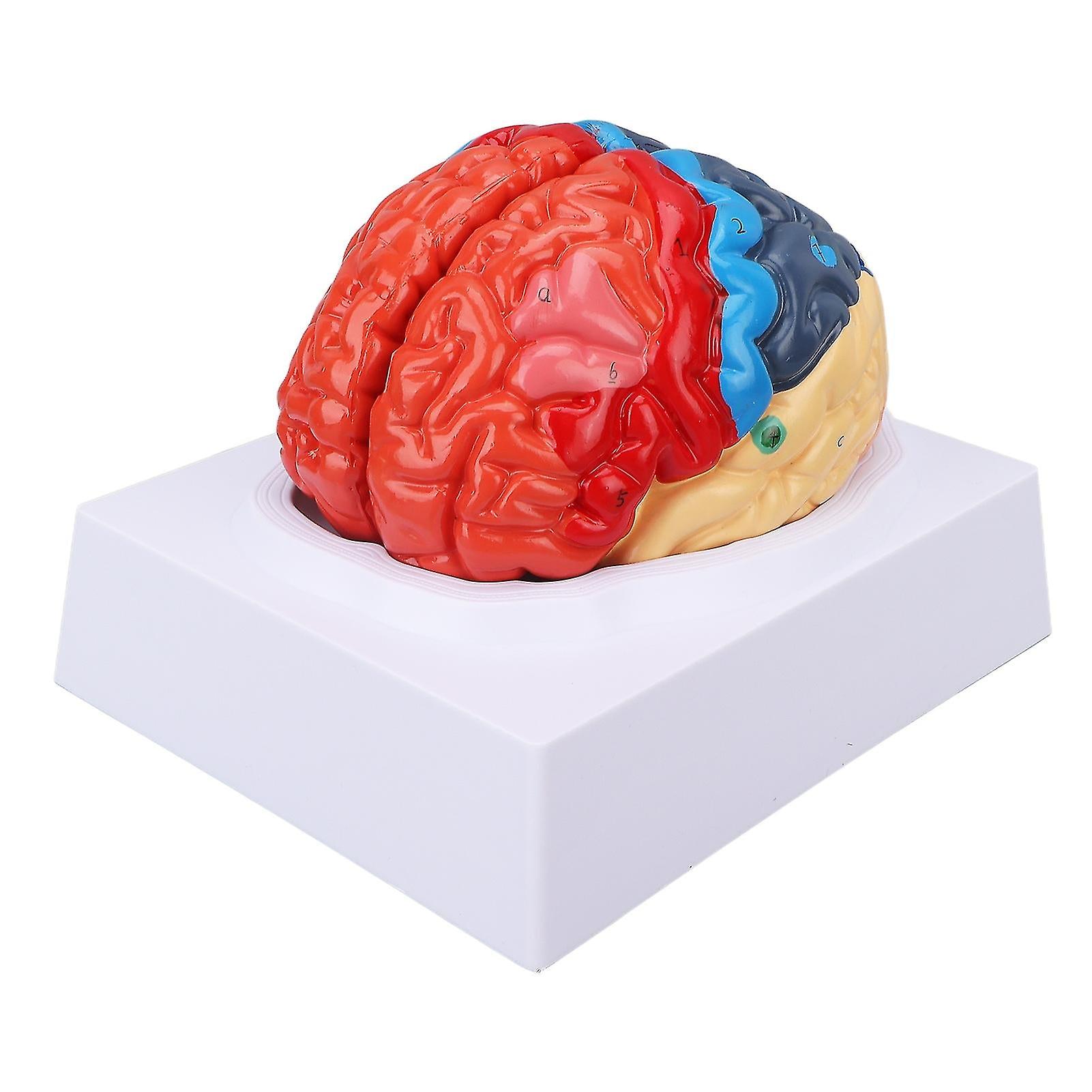 Modelo anatómico del cerebro humano color de la arteria cerebral ...
