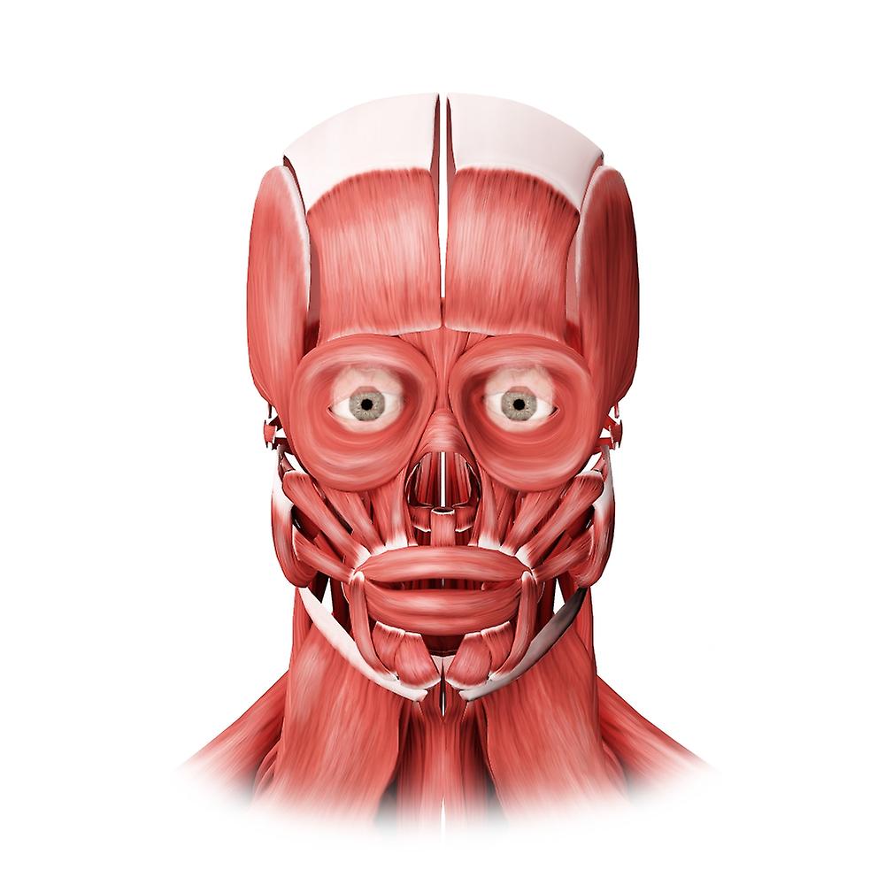 Medical illustration of male facial muscles, front view. Poster | Fruugo UK