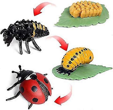Insect Ladybug Growth Cycle Figurine Ladybird Life Cycle Model - 4 ...