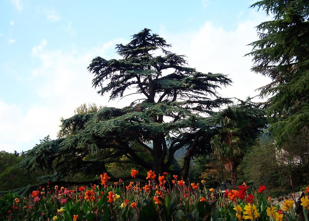 Saflax - 20 sementes - cedro do Líbano - Cèdre du Liban - Cedro libanês ...