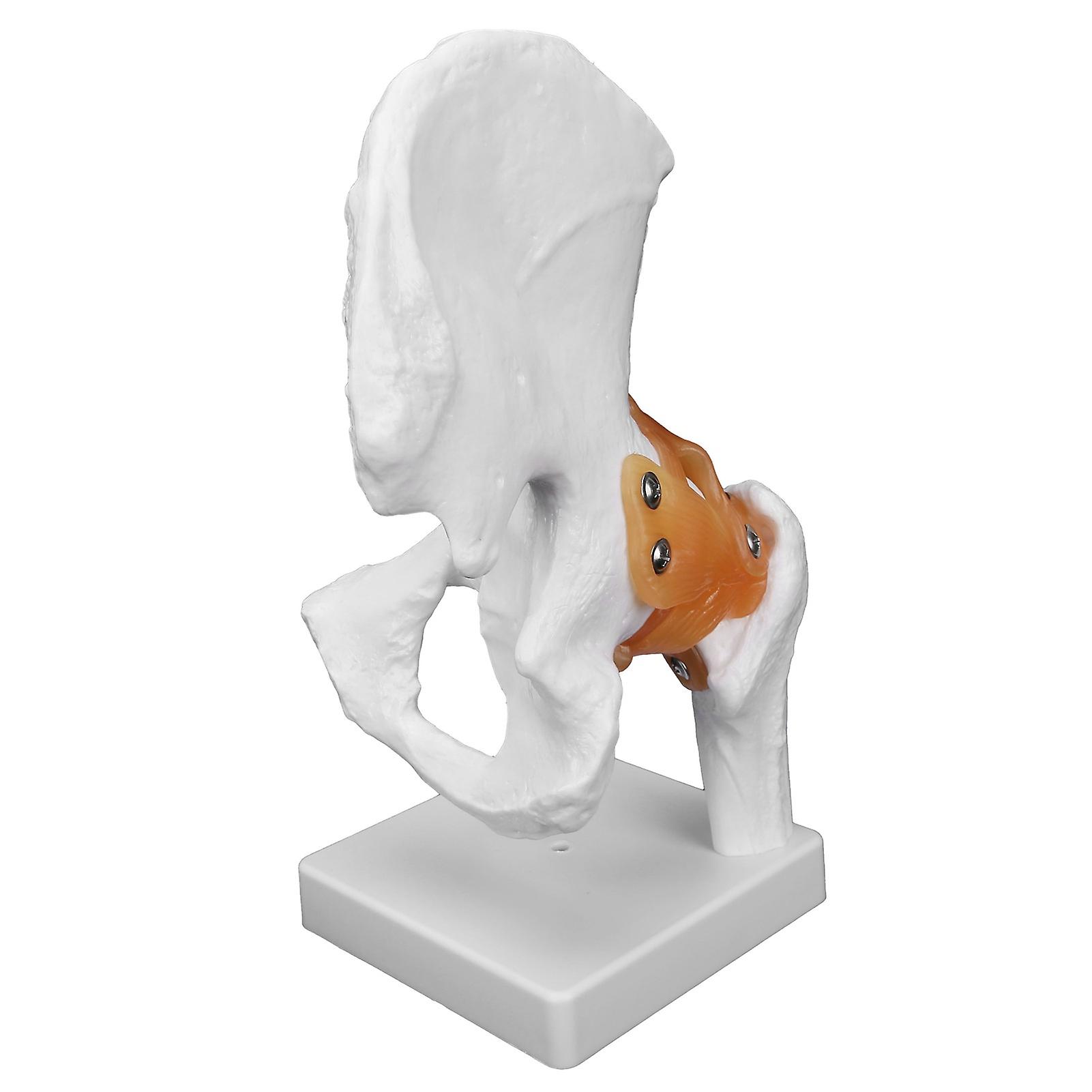 Professional Hip Bone Model Realistic Human Hip Joint Model Hip Joint ...