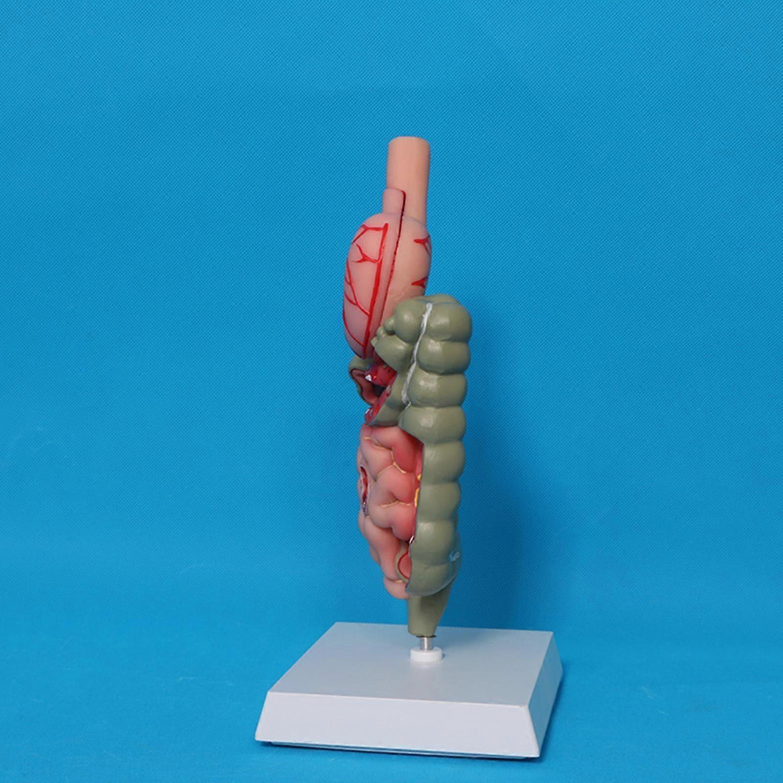 Human Digestive System Model PVC Stomach Model Demonstration Display ...