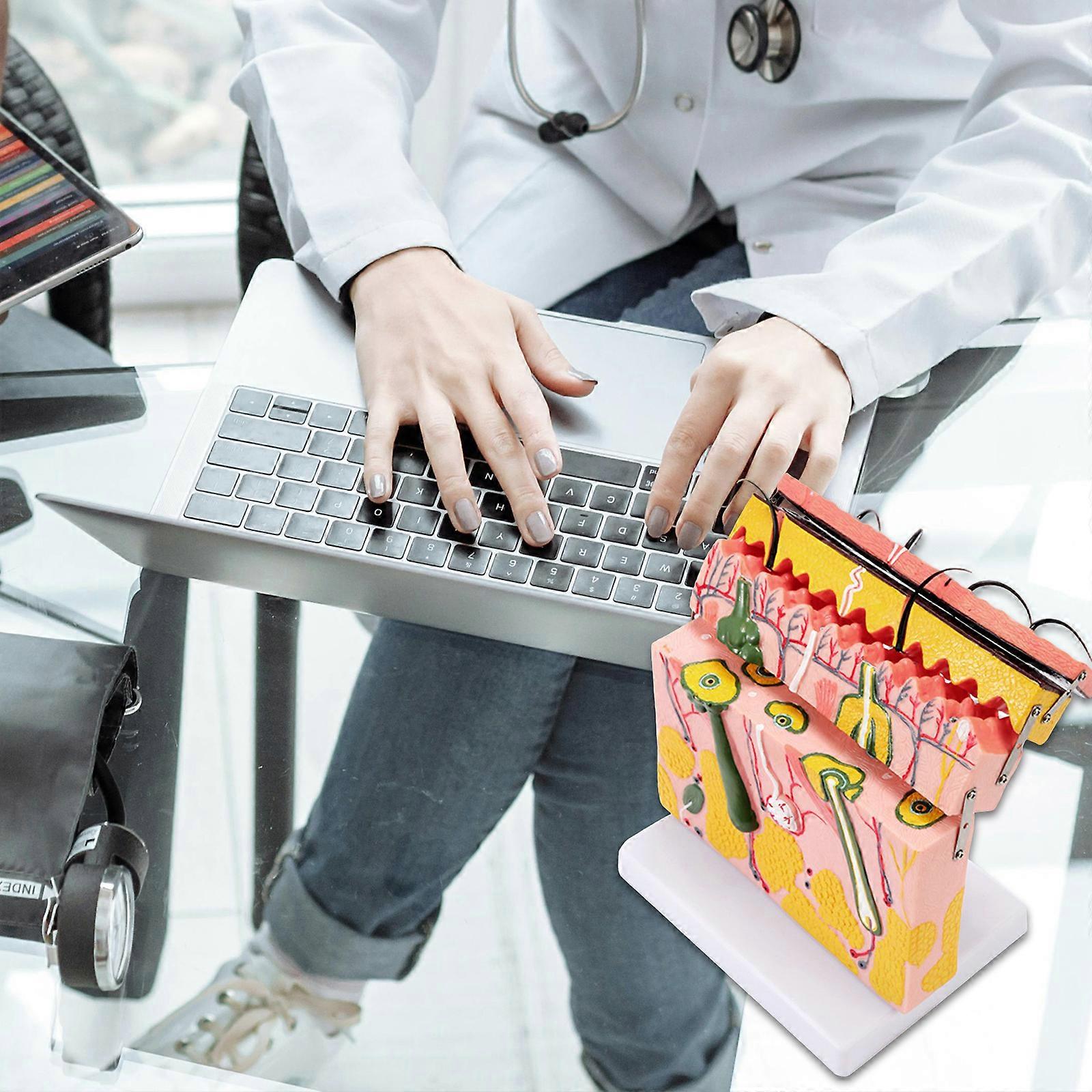 Human Skin Model 70X Enlarged Skin Structure Anatomical Model Teaching ...