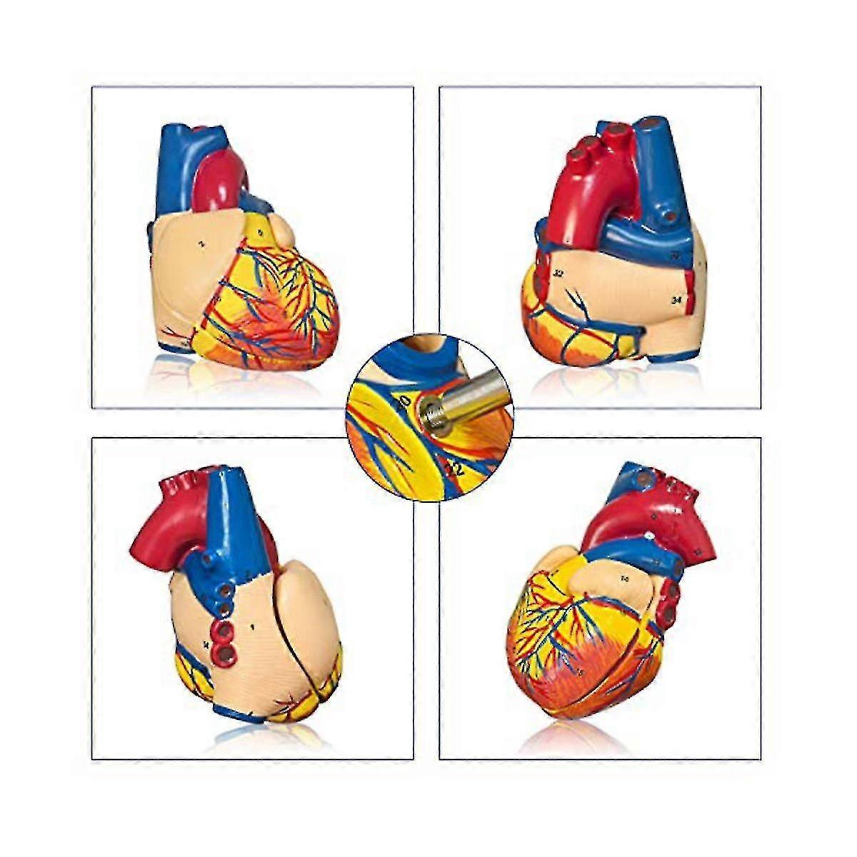 Deluxe Life-size Human Heart Model - 2-part Anatomy with 34 Anatomical ...