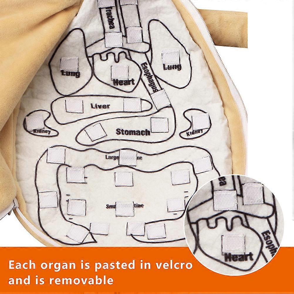 Human Body Anatomy Toy Human Body Organ Doll Model Anatomy Doll ...