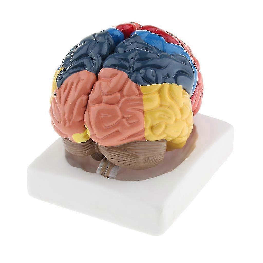 Human Brain Model Brain Function Zoning Brain Anatomy | Fruugo AU