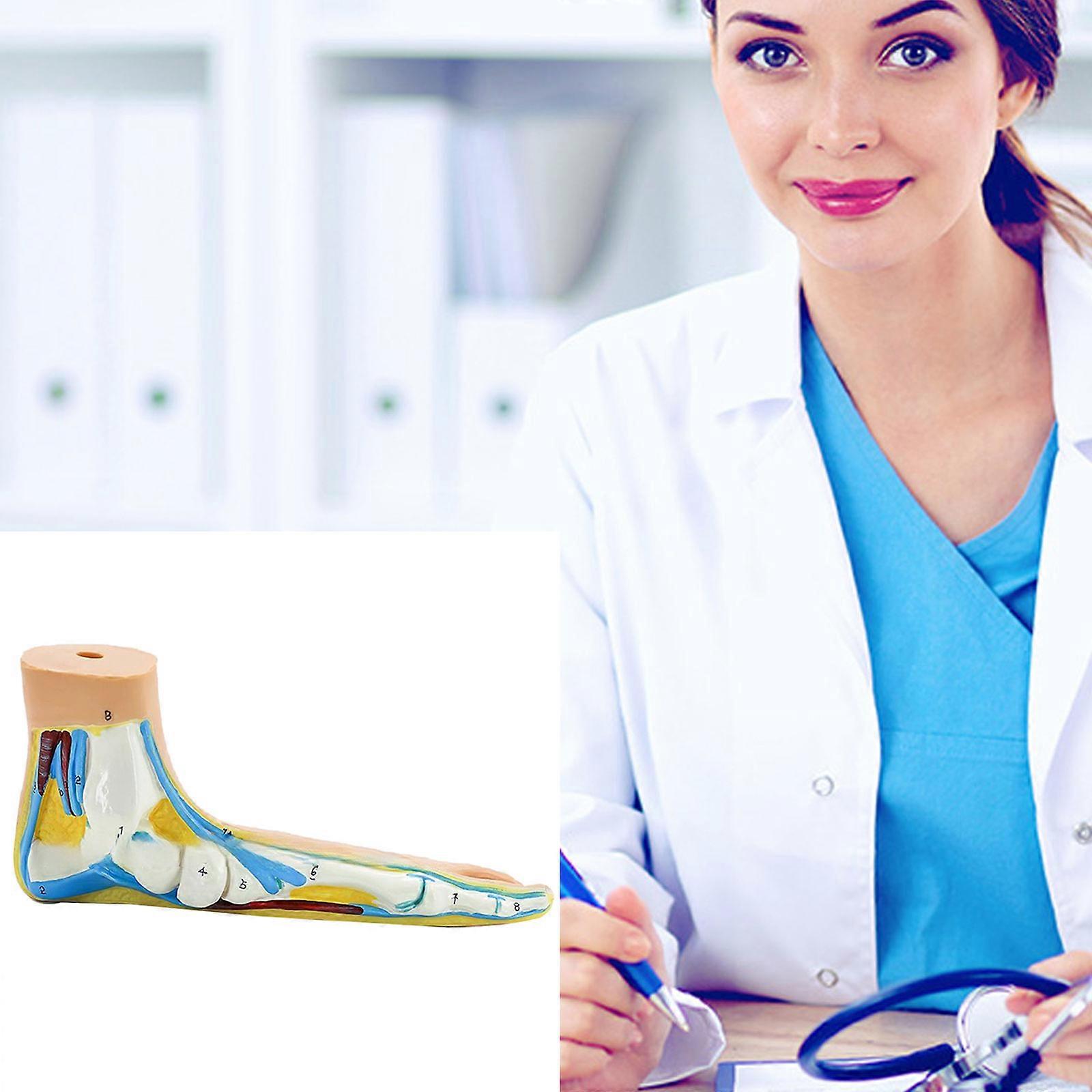 Human Foot Anatomy Model with Digital Signs, Normal/Flat/High Arched ...