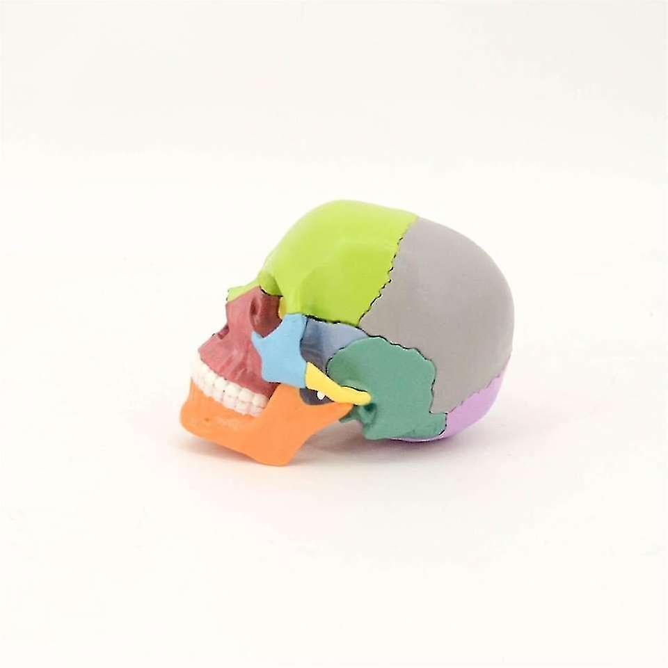 Mini menselijke schedel model, 15 delen palm-sized anatomie schedel ...