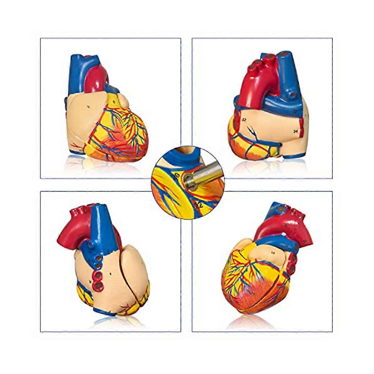 Heart Model, 2-Part Deluxe Life-Size Human Heart Model Anatomy with 34 ...
