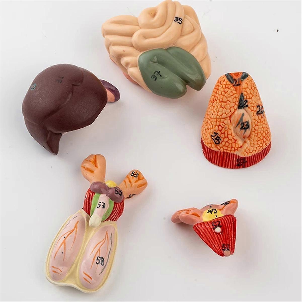 Rat Anatomy Model White Mouse Internal Organ Structure Anatomy | Fruugo UK