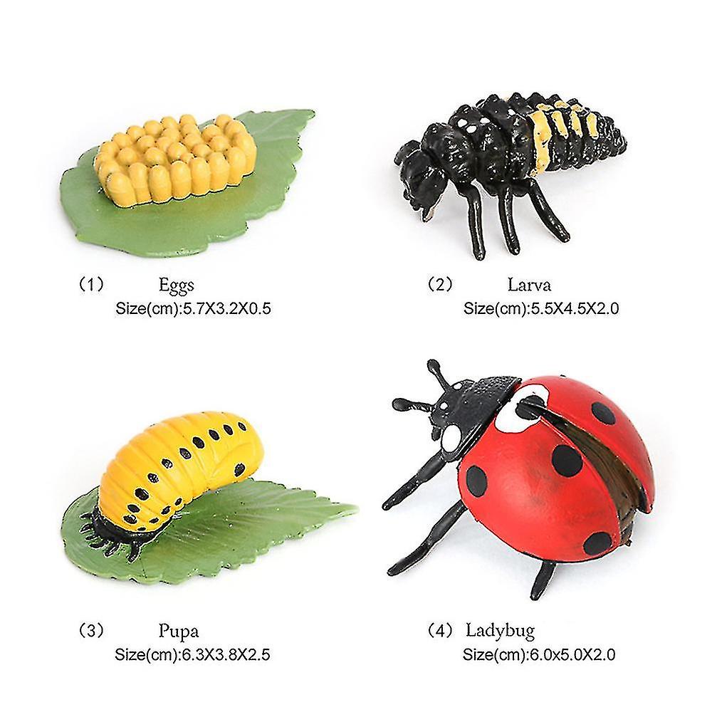 Animal Model Butterfly Bee Ladybug Animal Life Cycle Learning Toy For ...