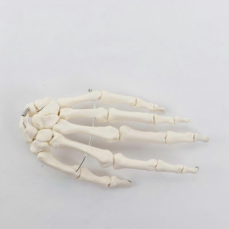 Medical human hand joint model hand bone ulna radius model human ...