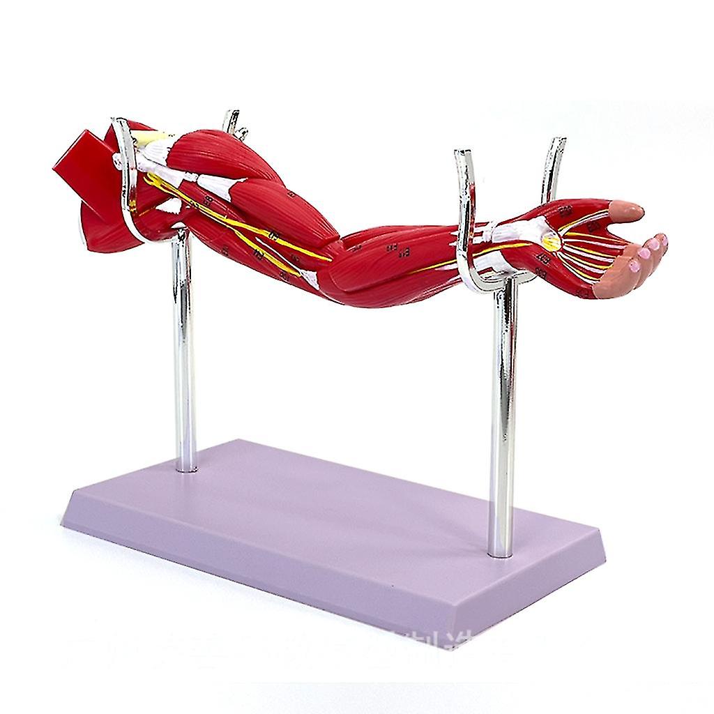 Upper Limbs Muscle Anatomy Model Life Size Lower Muscle Limb Anatomy ...