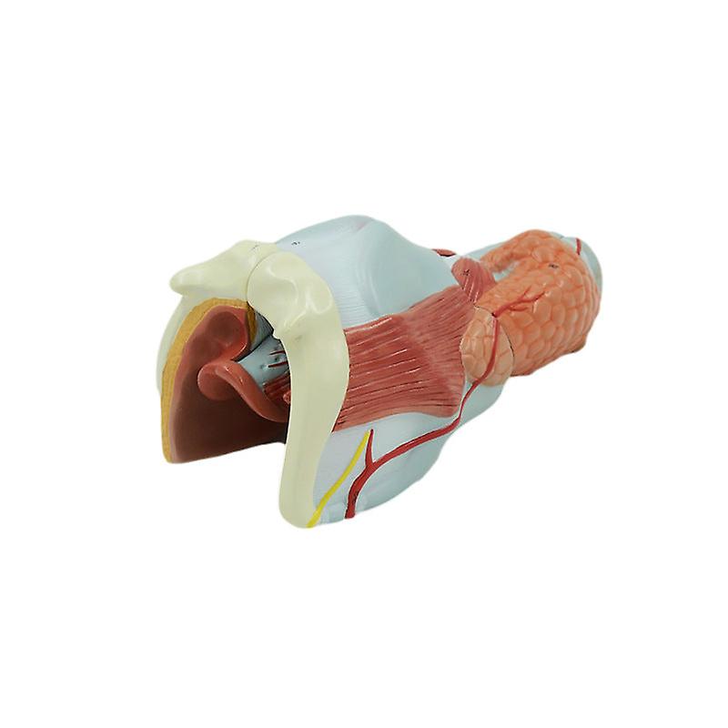 Human Model Medical Human Laryngeal Muscle Laryngeal Cartilage Throat ...