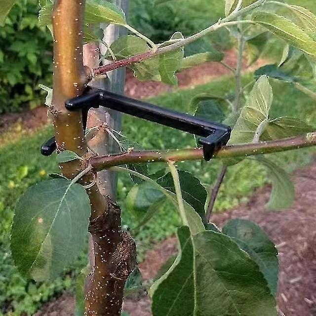 20 Pieces Of Fruit Trees, Citrus Trees, Bent Branches, Branching ...