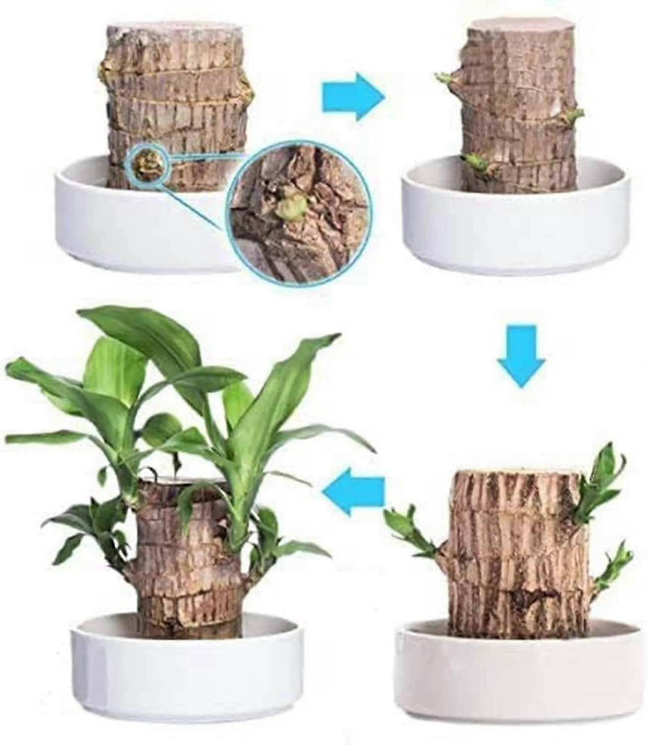 Mini Brazil Lucky Wood, Magical Sprouting Lucky Bamboo Wood, Hydroponic ...