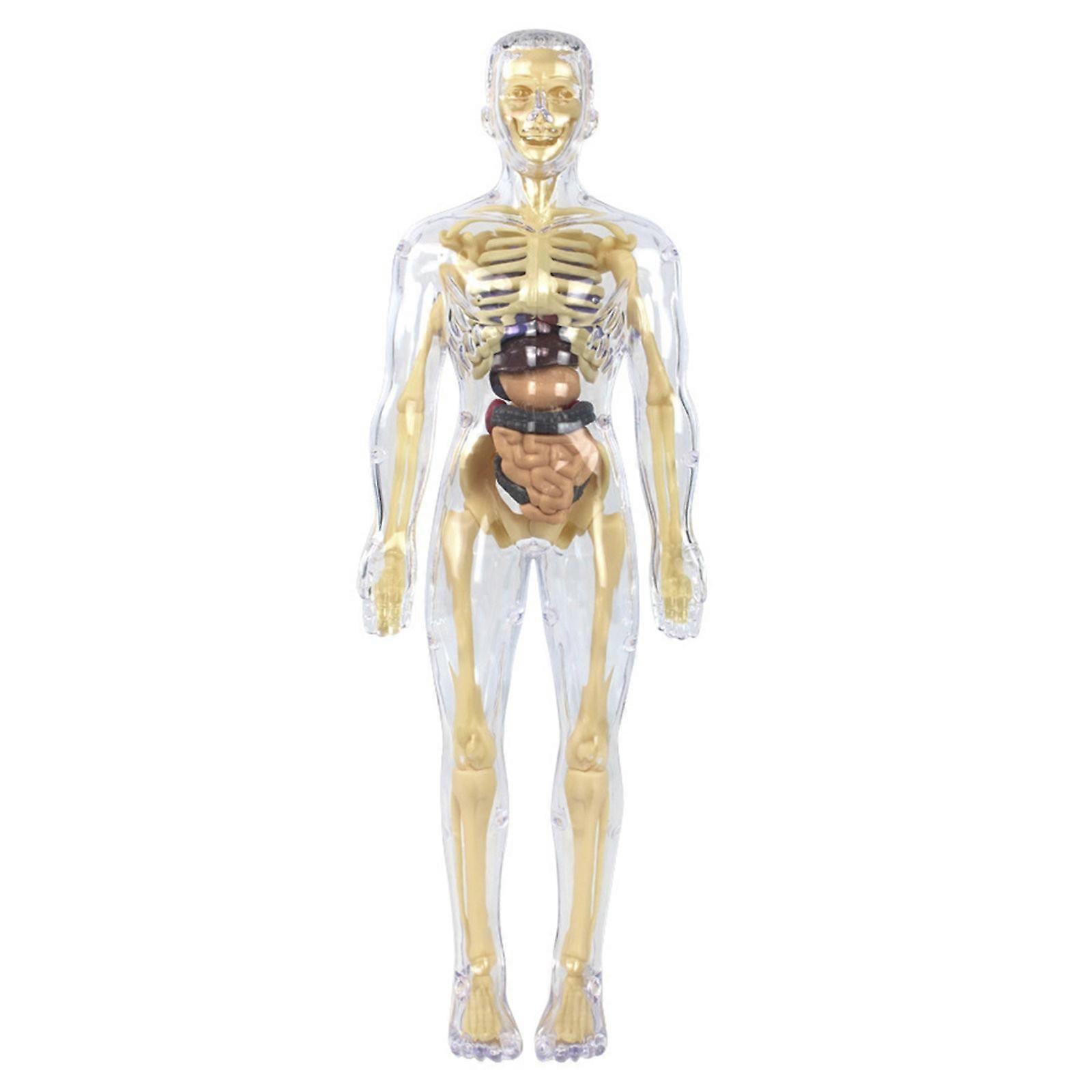 Human Body Torso Model For Kid Anatomy Model Scientific Anatomical ...