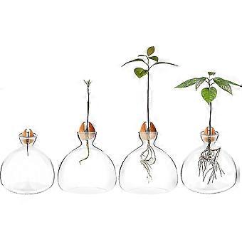 Avokado Seed Starter Planter Vase Pot Avokado Tree Growing Kit Glas ...