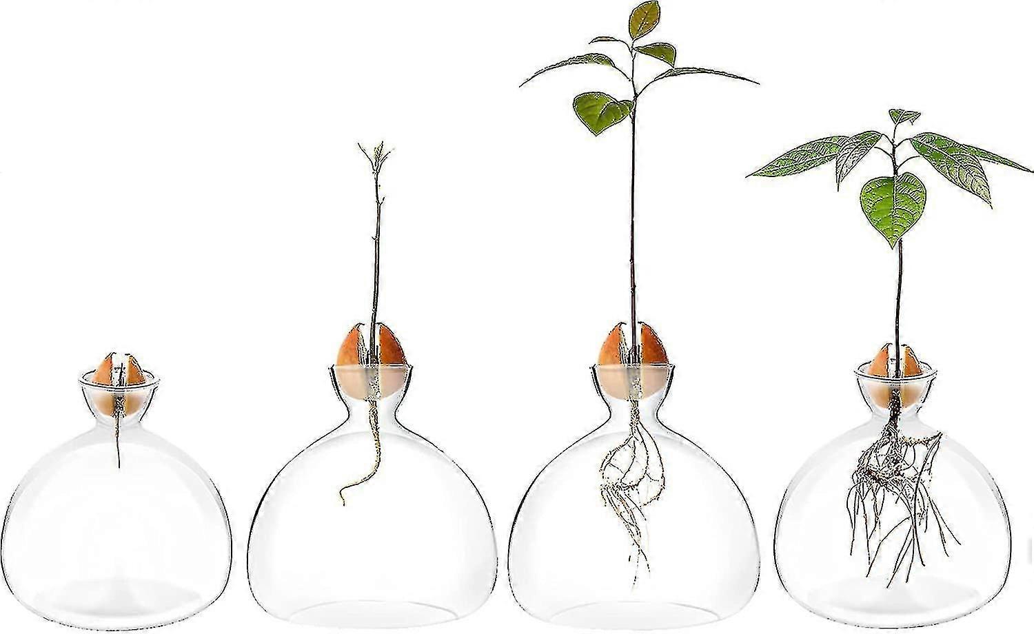 Avokado Seed Starter Planter Vase Pot Avokado Tree Growing Kit Glas ...