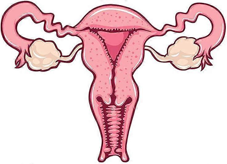 Cuterus Pin Uterus Pins Uterus Ovaries Pin Medical Pins Enamel Brooch Uterine Medicine Brooches ...